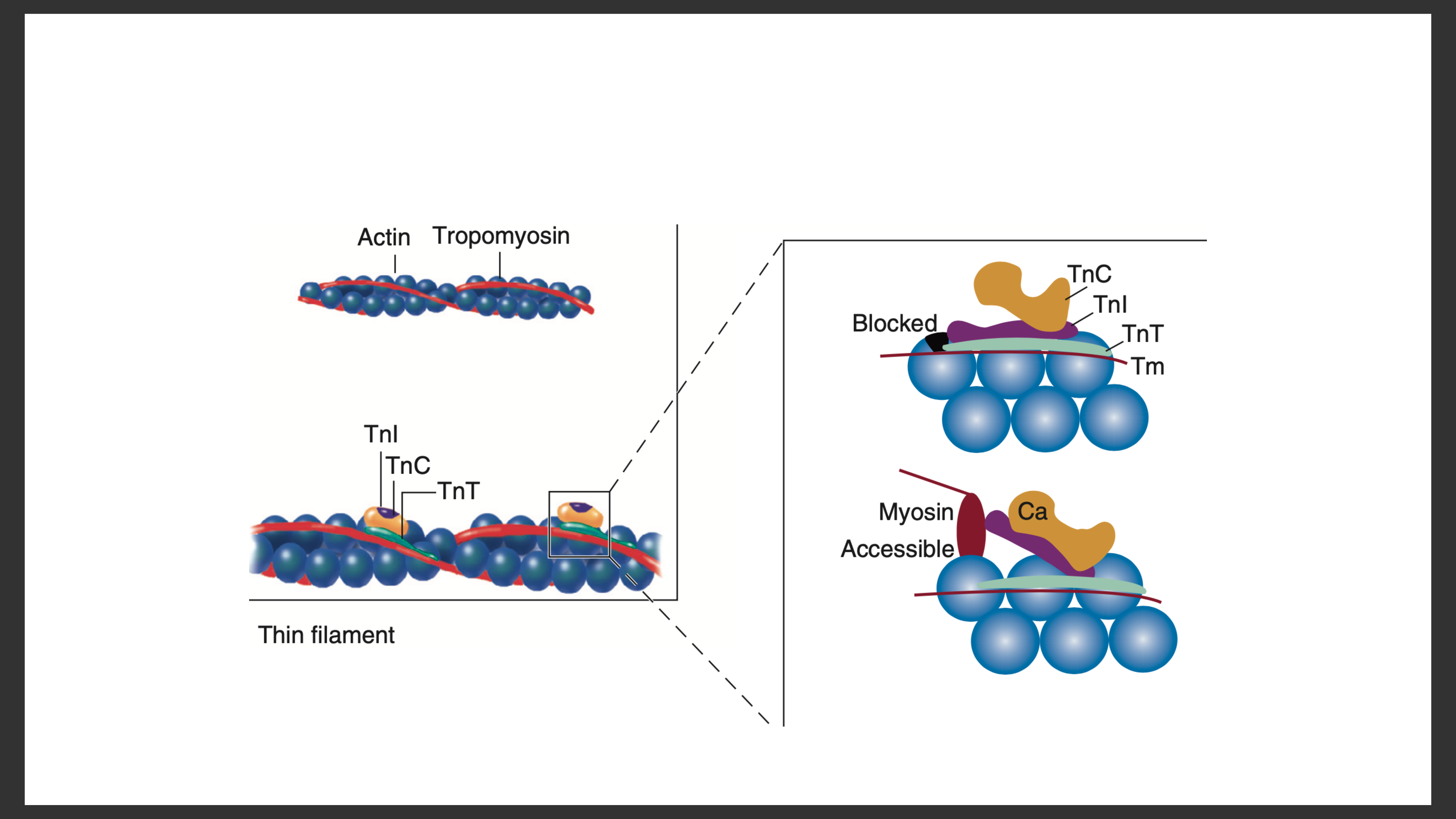 Prof. Dr. Alp Aydınalp / Kalp Adalesi Kasılma ve Gevşeme Mekanizmaları